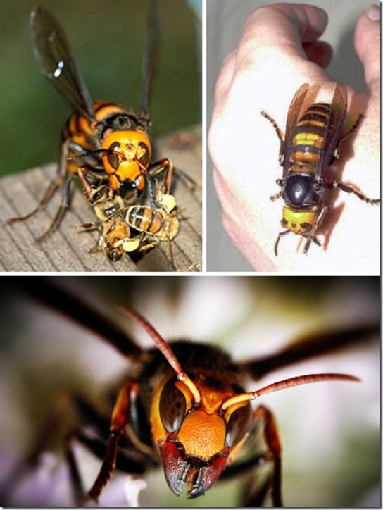 Rate #1, best ranking system: 10 Of The World’s Biggest, Baddest Bugs